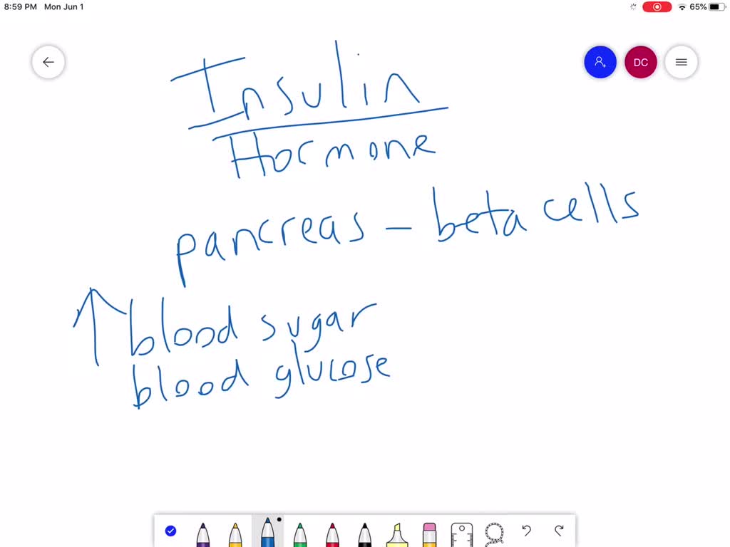 SOLVED:Where is insulin stored, and why would it be released?