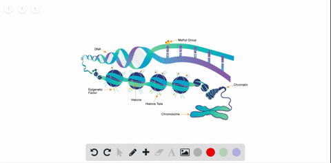 SOLVED:What are epigenetic modifications? a. the addition of reversible changes to histone ...