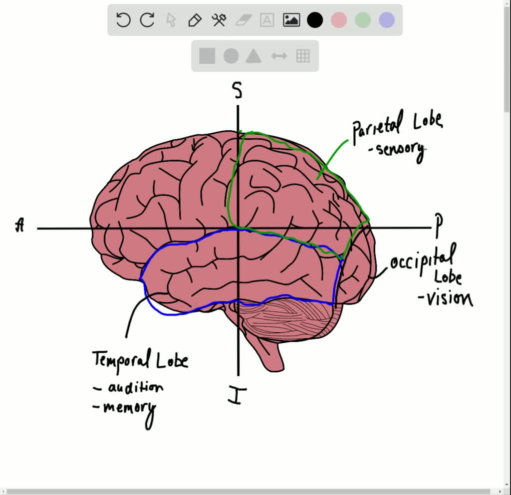 SOLVED List The Three Major Parts Of The Brain And Describe Their 
