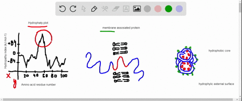 SOLVED:A false positive. Hydropathy plot analysis of your protein of ...