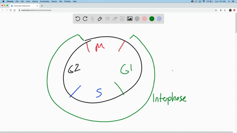 SOLVED:Biologists once thought interphase was a time of cellular rest ...