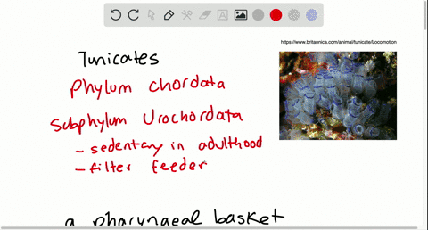 SOLVED:The structure used by adult tunicates to capture food is a a ...