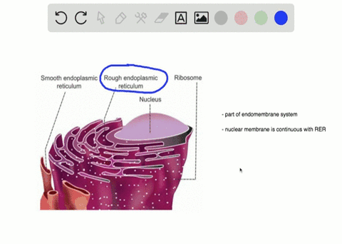 SOLVED:In your opinion, is the nuclear membrane part of the ...