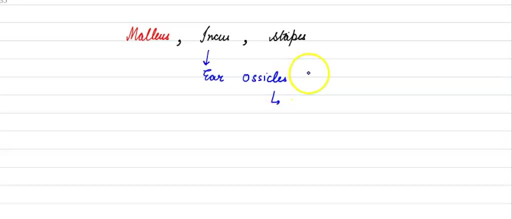 SOLVED:Malleus (hammer shape), incus (anvil shape) and stapes (stirrup ...