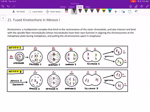 SOLVED:Explain how the random alignment of homologous chromosomes ...