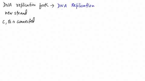 Copy this simplified drawing of a DNA replication fork: (a) On the drawing, indicate the ...