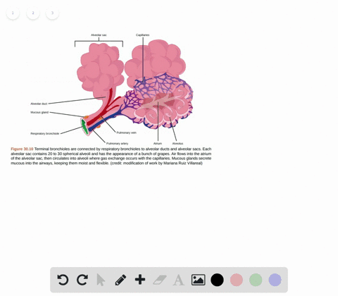 Chapter 30, The Respiratory System Video Solutions, Biology for AP ...