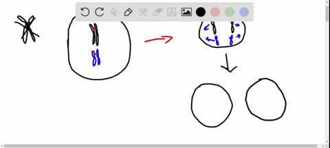 SOLVED:Make up mnemonics for remembering the five stages of prophase I ...