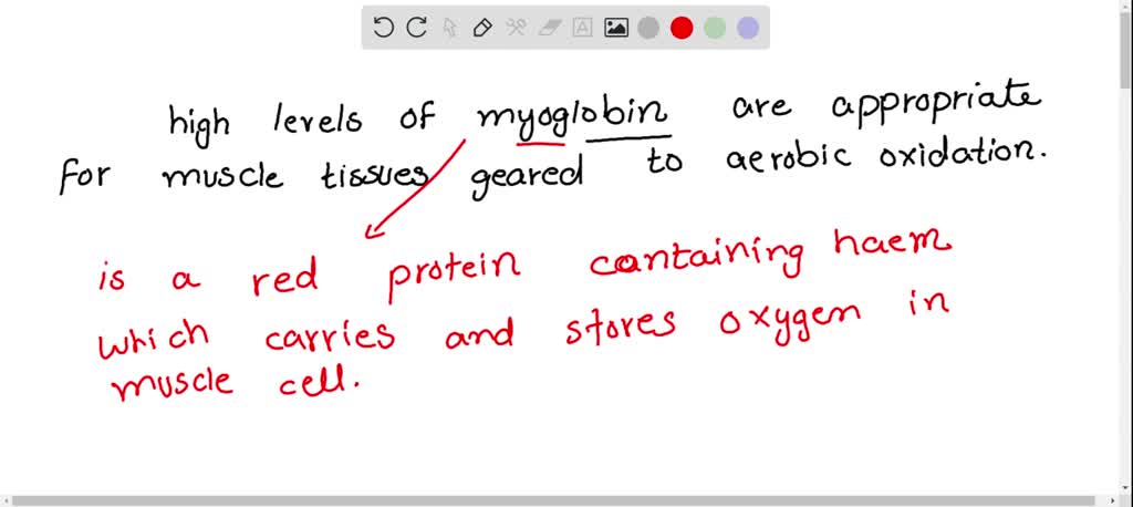 SOLVED:Explain why high levels of myoglobin are appropriate for muscle ...