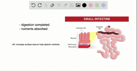 SOLVED:As gastric contents move into the small intestine, the bowel is ...