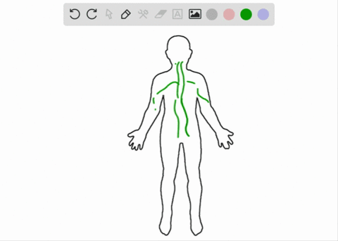 SOLVED:Which is not a function of the lymphatic system? a. filters out ...