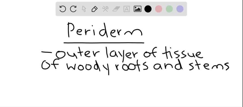 SOLVED: protalium adalah bagian dari siklus hidup tumbuhan paku yang ...