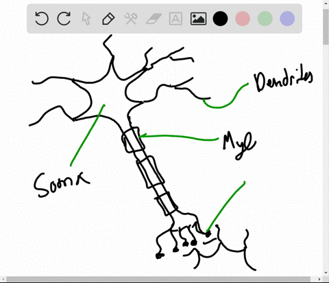 SOLVED:The receive(s) incoming signals from other neurons. a. soma b ...