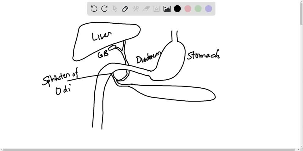 Obstruction of the hepatopancreatic sphincter impairs digestion by ...