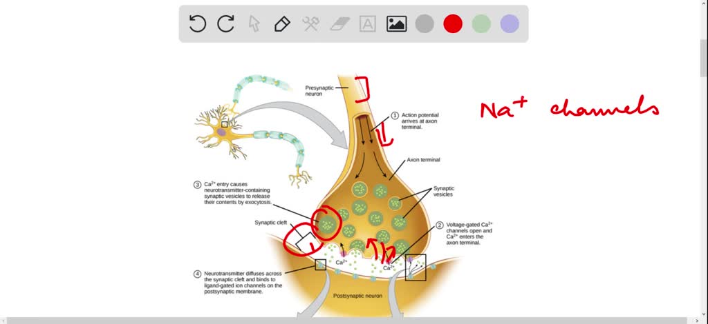 SOLVED:Does the signal in an axon travel at the same speed as ...