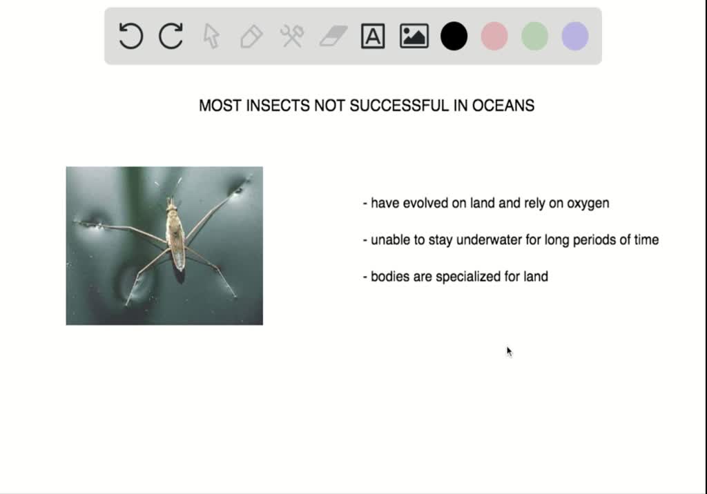 SOLVED:There are more described and named species of insects than of ...
