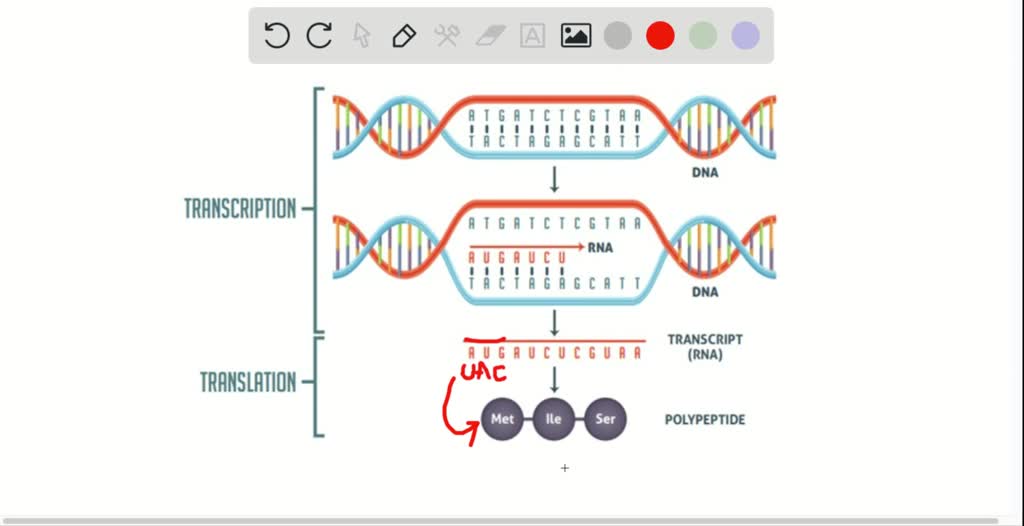 SOLVED:How many "letters" of an RNA molecule, in sequence, does it take ...