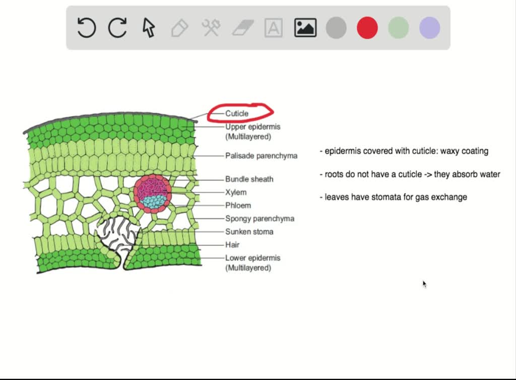 SOLVED:Shoot epidermal cells protect against excess water loss. How do ...