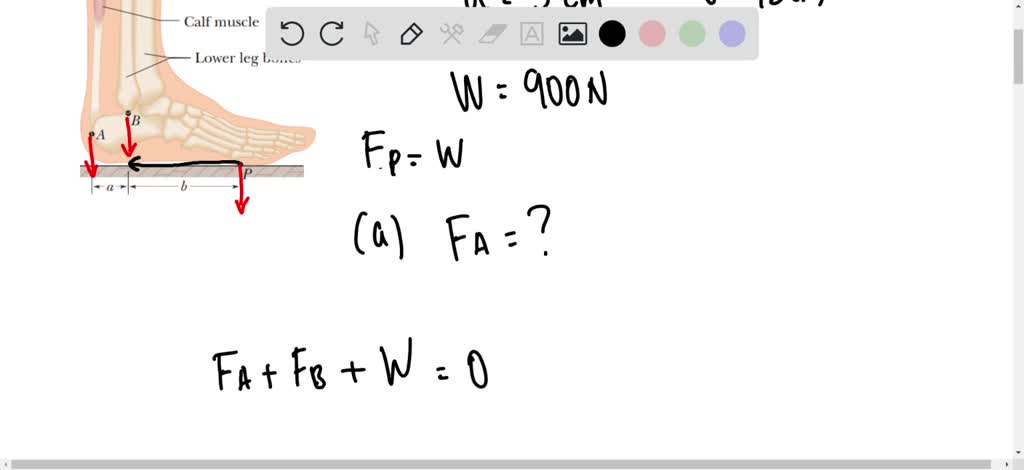 SOLVED:Figure 12-31 shows the anatomical structures in the lower leg ...