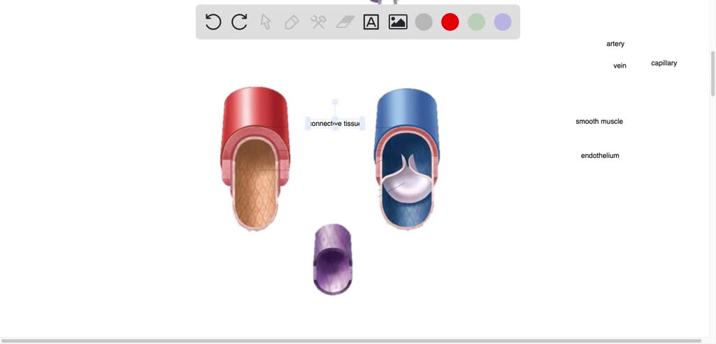 Draw A Simple Cross Section Of A Vein A Capillary A SolvedLib
