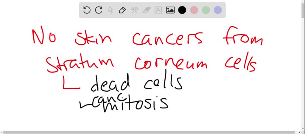 Why are there no skin cancers that originate from stratum corneum cells ...