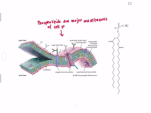 SOLVED:Phospholipids are important components of . a. the plasma ...