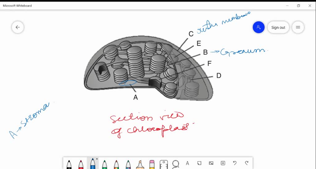 SOLVED: Identify A to F in the given figure. (a) A-Outer membrane, B ...