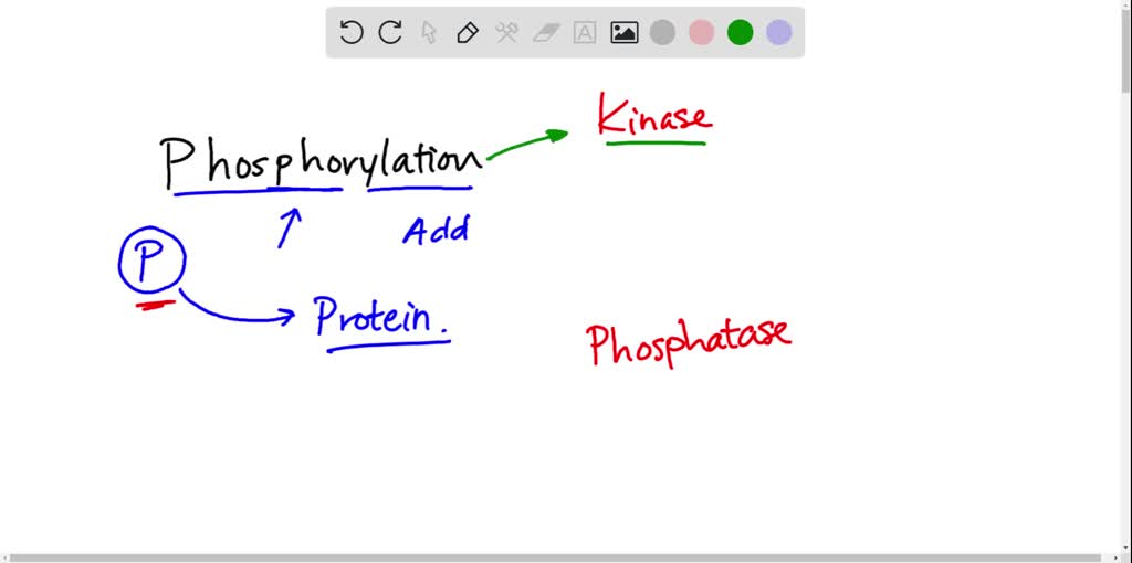 SOLVED:What is phosphorylation as it occurs in chemical reactions? a ...