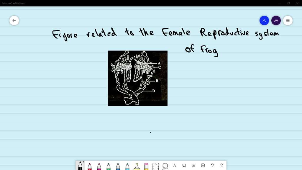 SOLVED:The figure given here is related with female reproductive system ...