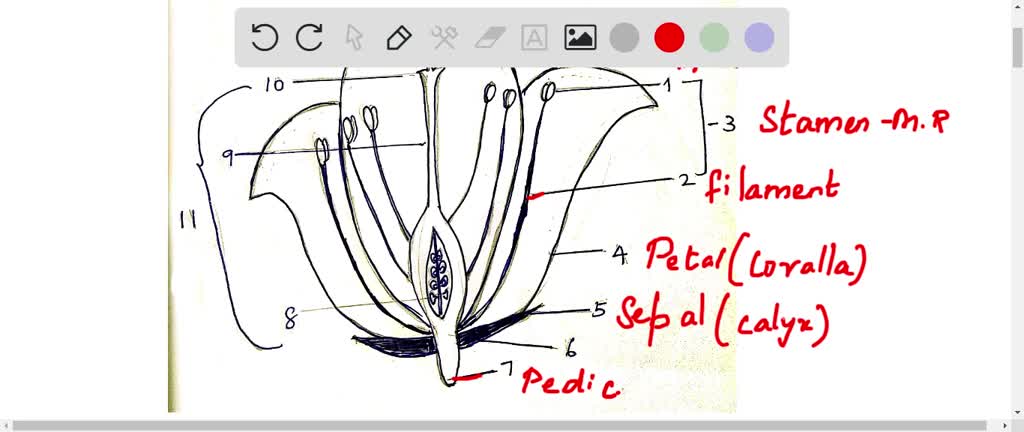SOLVED: draw a well labelled diagram of transverse section of stem ...