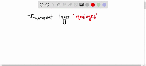 The Central Nervous System | Human Anatomy & Phy…