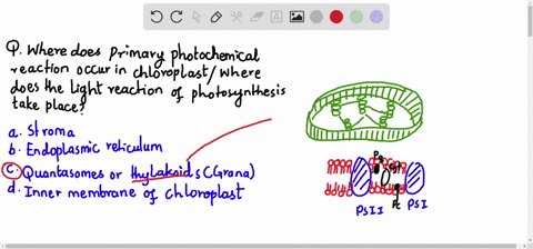 SOLVED:Where does the primary photochemical reaction occur in ...
