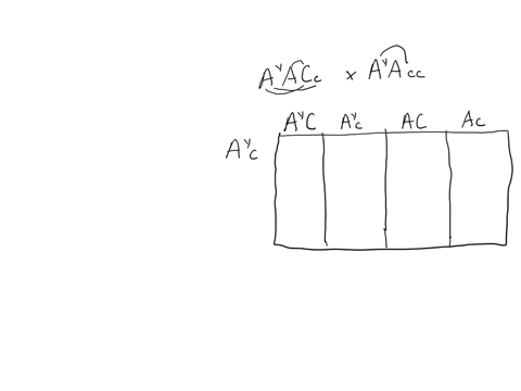 In mice, the A^Y allele of the agouti gene is a recessive...