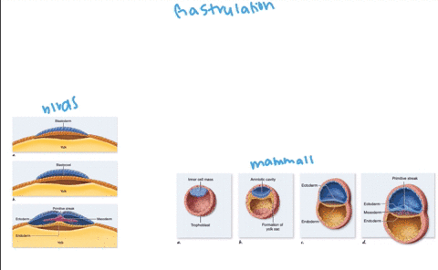 SOLVED:Gastrulation is a critical event during development. Why? a ...