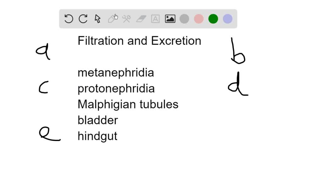 Distinguish between a protonephridium and a metanephridium. Name a ...