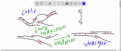 What Is The Function Of The Connector Proteins