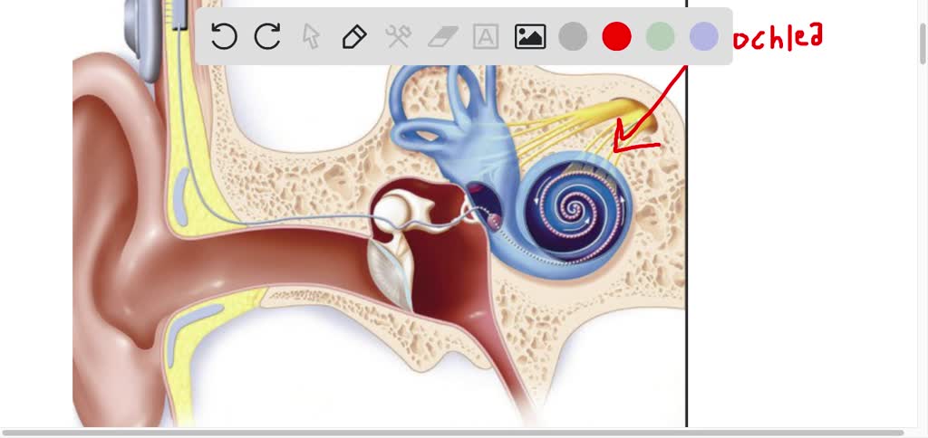 SOLVED:The is the snail-shaped structure of the inner ear. cochlea ...