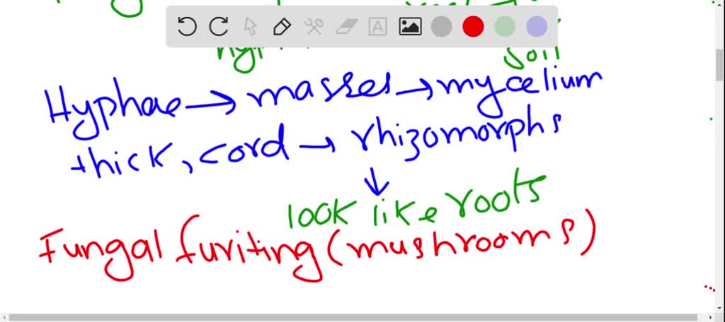 SOLVED:How are hyphae similar to plant roots? How are these structures ...