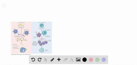 The Immune System | Biology for AP Courses | Nume…