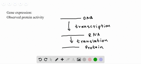 Gene Regulation | Biology for AP Courses | Numera…
