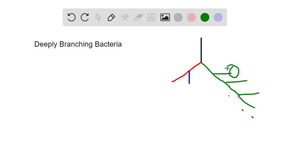⏩SOLVED:The deeply branching bacteria are thought to be the form of ...