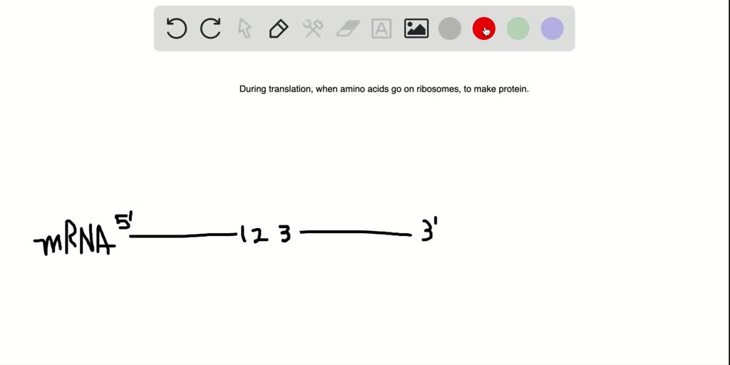 Solved Wobble Pairing Occurs Between The First Position In The Codon