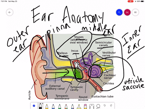 SOLVED:Add the following labels to the diagram of the ear below. pinna ...