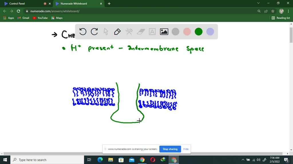 ⏩SOLVED:How is a proton gradient used to generate ATP? | Numerade