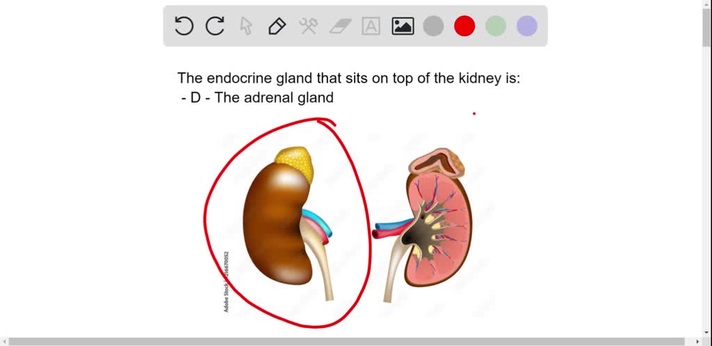 SOLVED:The endocrine organ that sits atop a kidney is A. the pituitary ...