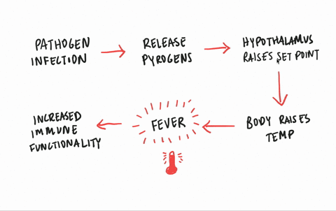 ⏩SOLVED:When bacteria are destroyed by leuckocytes, pyrogens are ...