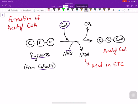 SOLVED:How is acetyl CoA formed? What is the significance of acetyl CoA?