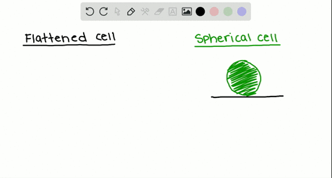 Which type of cell would you expect to achieve the largest volume: a ...
