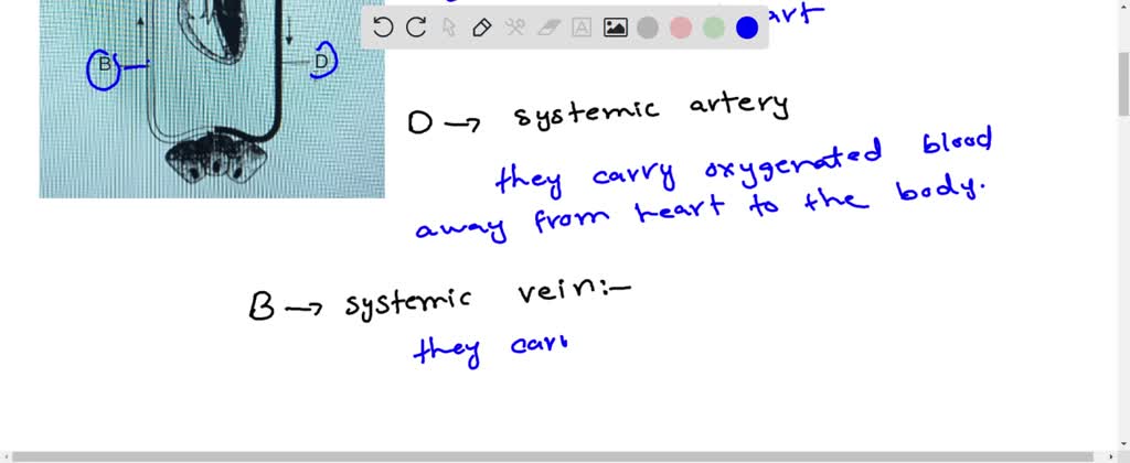 SOLVED:Name the blood vessel A to D.(a) A-Pulmonary vein, B-Systemic ... SOLVED:Name the blood vessel A to D.(a) A-Pulmonary vein, B-Systemic ...