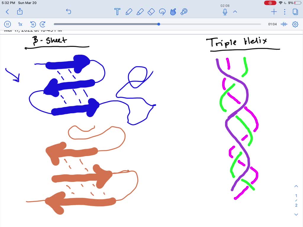 SOLVED:How is the structure of a β-pleated sheet different from that of ...